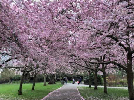 Spring Flowers in London - Best Places to see Spring Blossoms