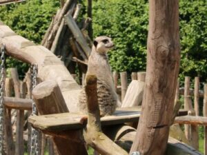 Hobbledown Adventure Farm Surrey - Epsom Family Day Out