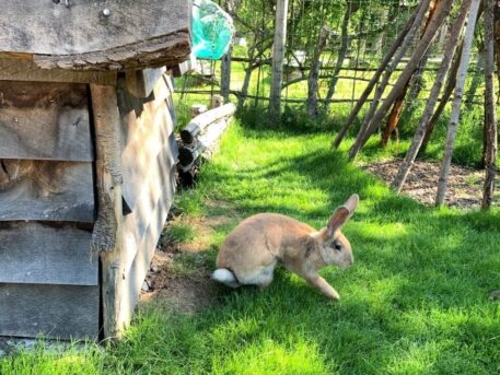Hobbledown Adventure Farm Surrey - Epsom Family Day Out